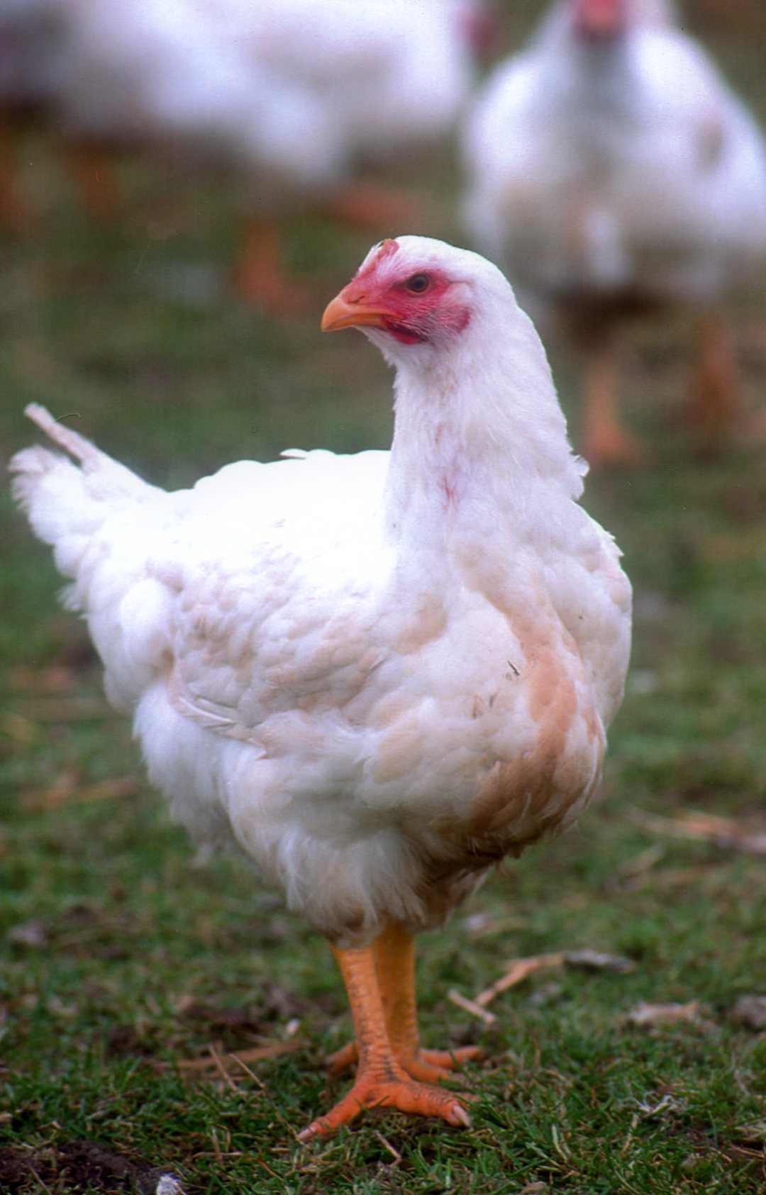 Who is the broiler chicken? - INFOGRAPHIC | Lebensmittelwirtschaft