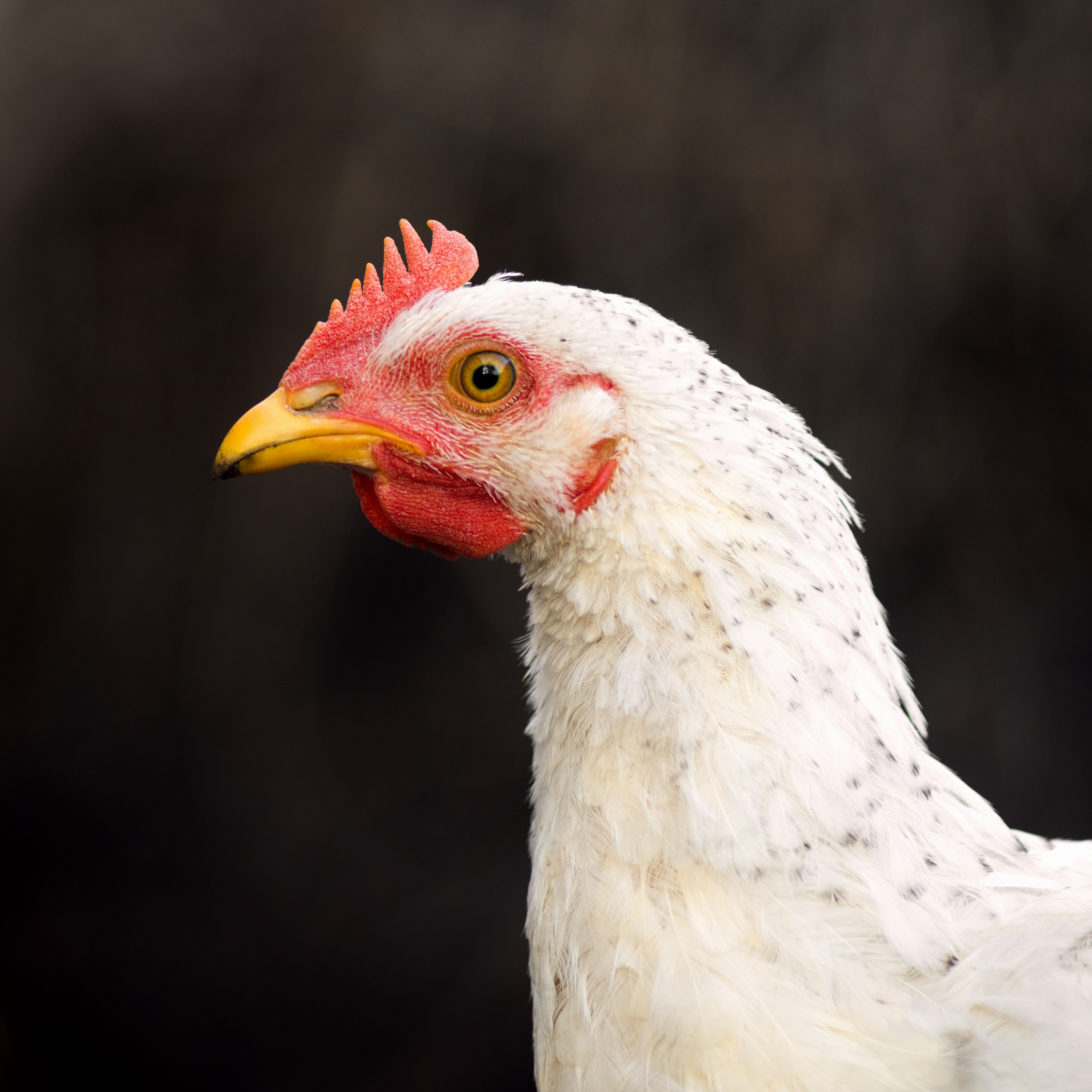 Die macht der Grossunternehmen nutzen | Lebensmittelwirtschaft