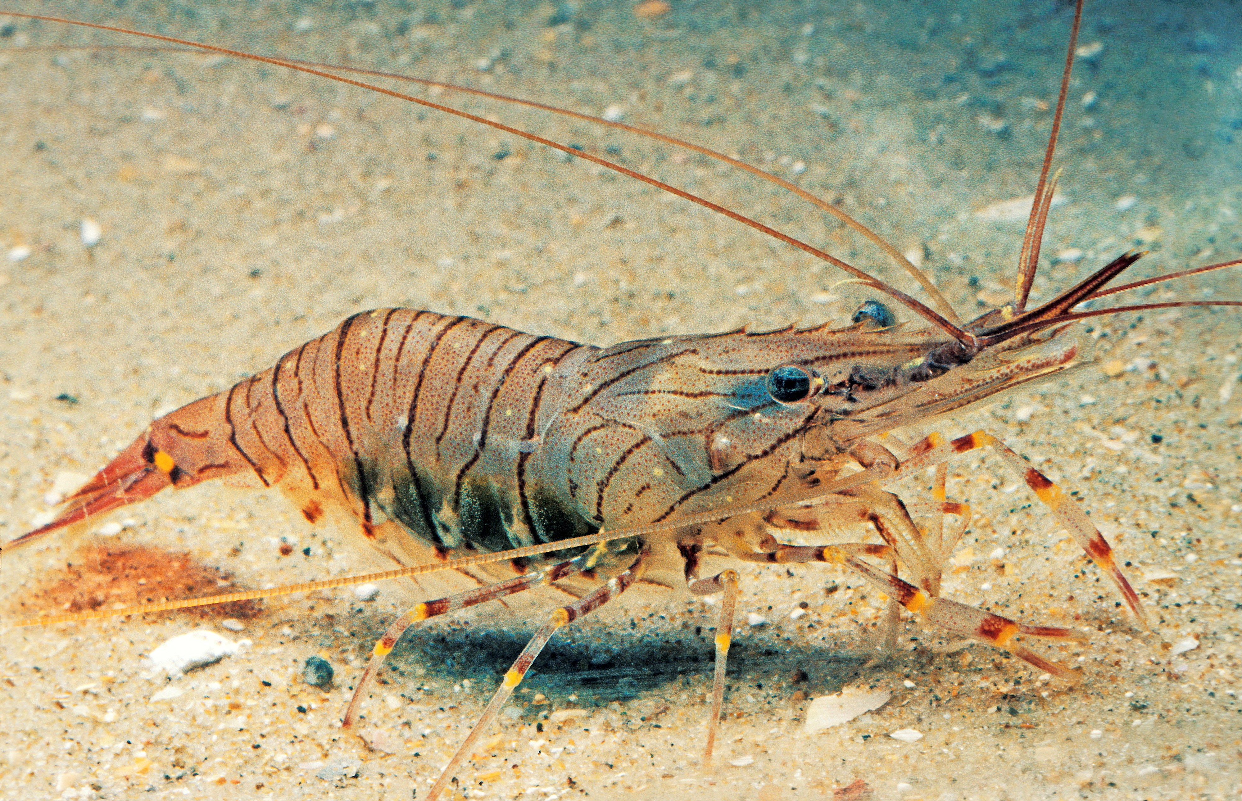 Fisch | Lebensmittelwirtschaft